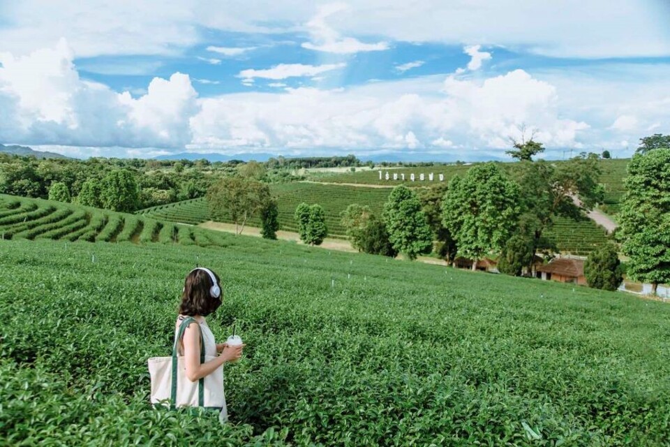 Check-in đồi chè Choui Fong - Toạ độ Evergreen nổi tiếng của xứ sở Chùa ...